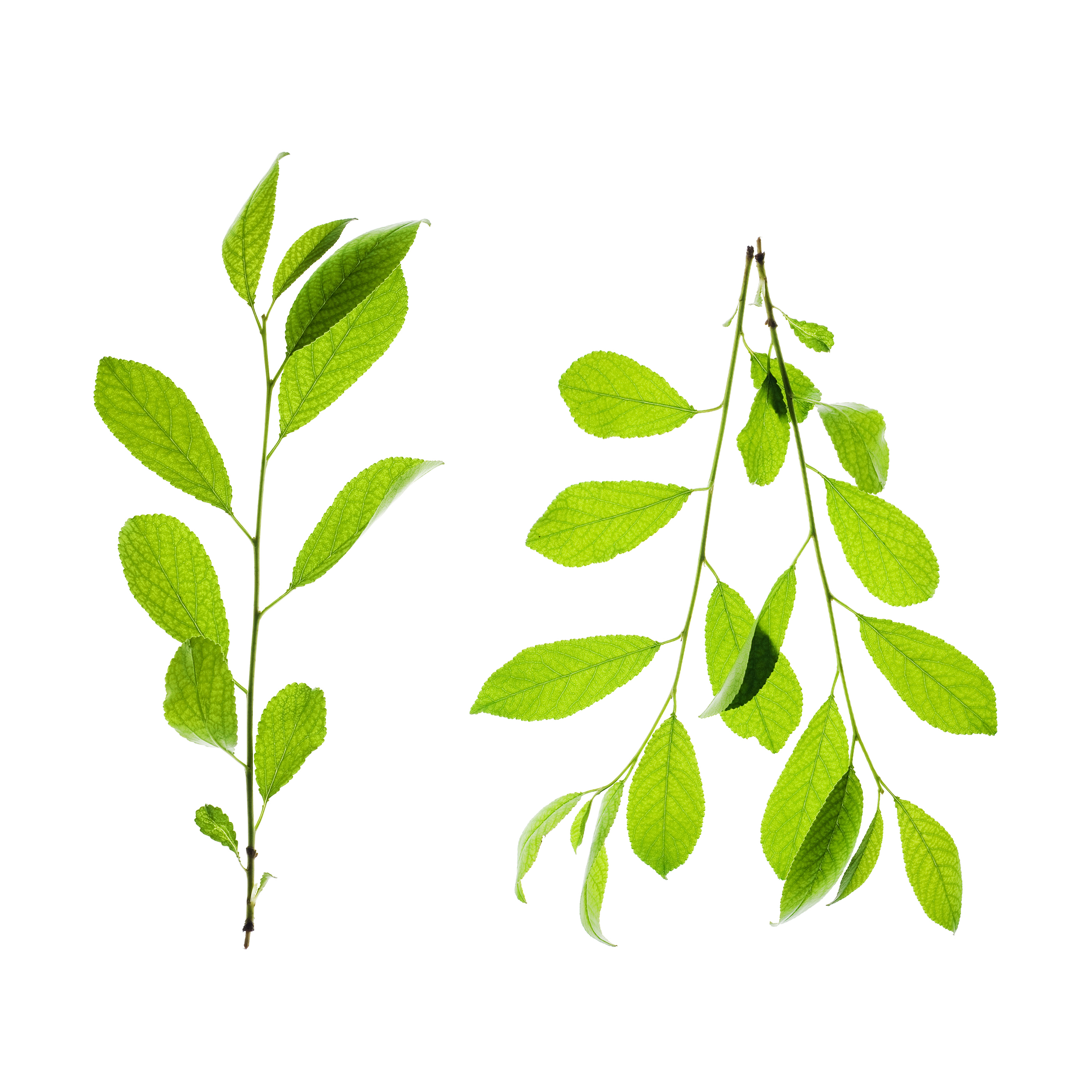 Moringa – The Angelic Juice Company