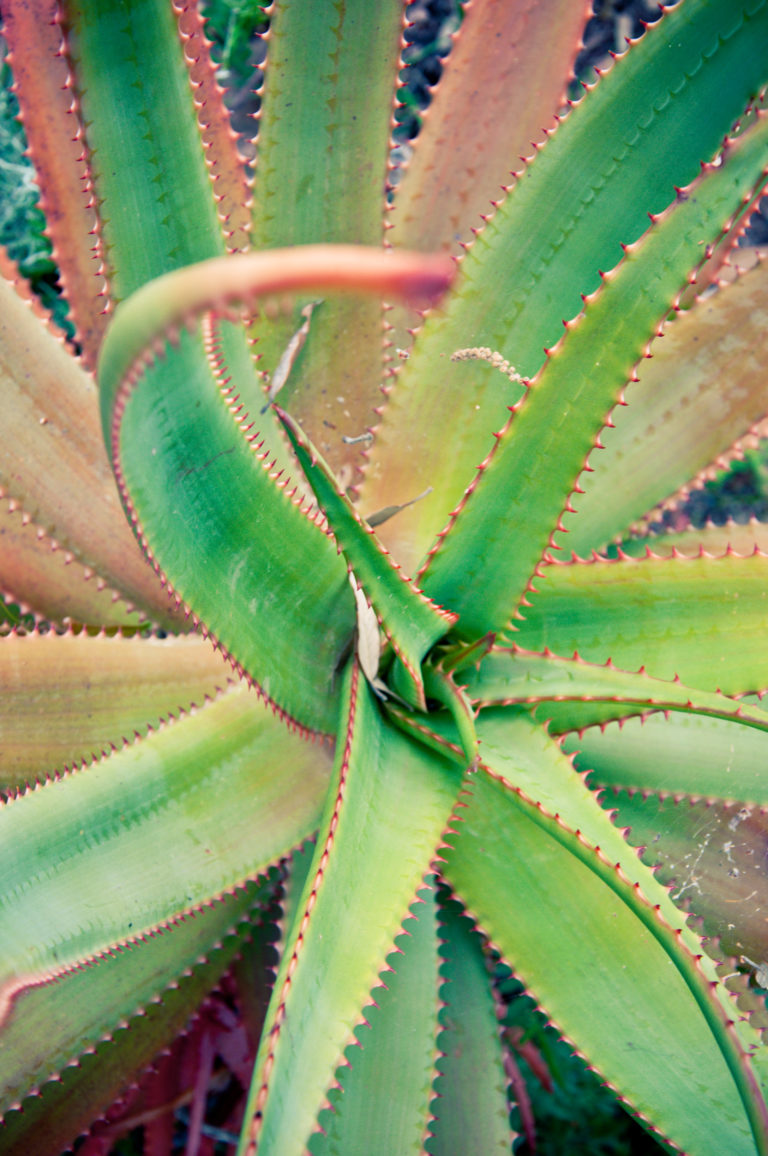 Agave – The Angelic Juice Company